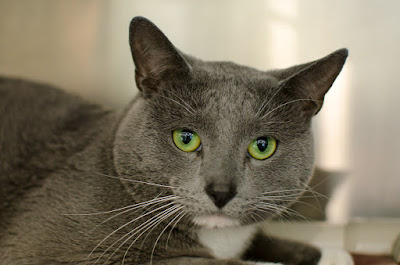 Progressive Charlestown: Kitty of the Week