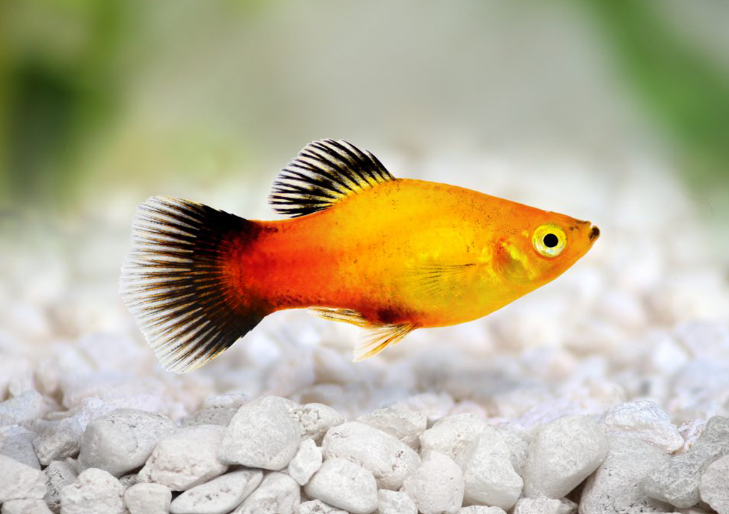 7 Reasons To Keep Platy Fish At Home The Buzz Land 7-reasons-to-keep-platy-fish-at-home-the-buzz-land