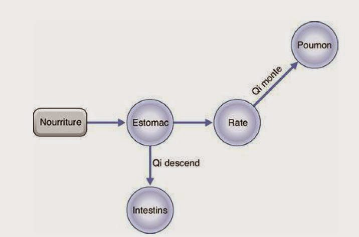 Blog Le Souffle du Menhir: Relations entre la Rate et l’Estomac : Les ...