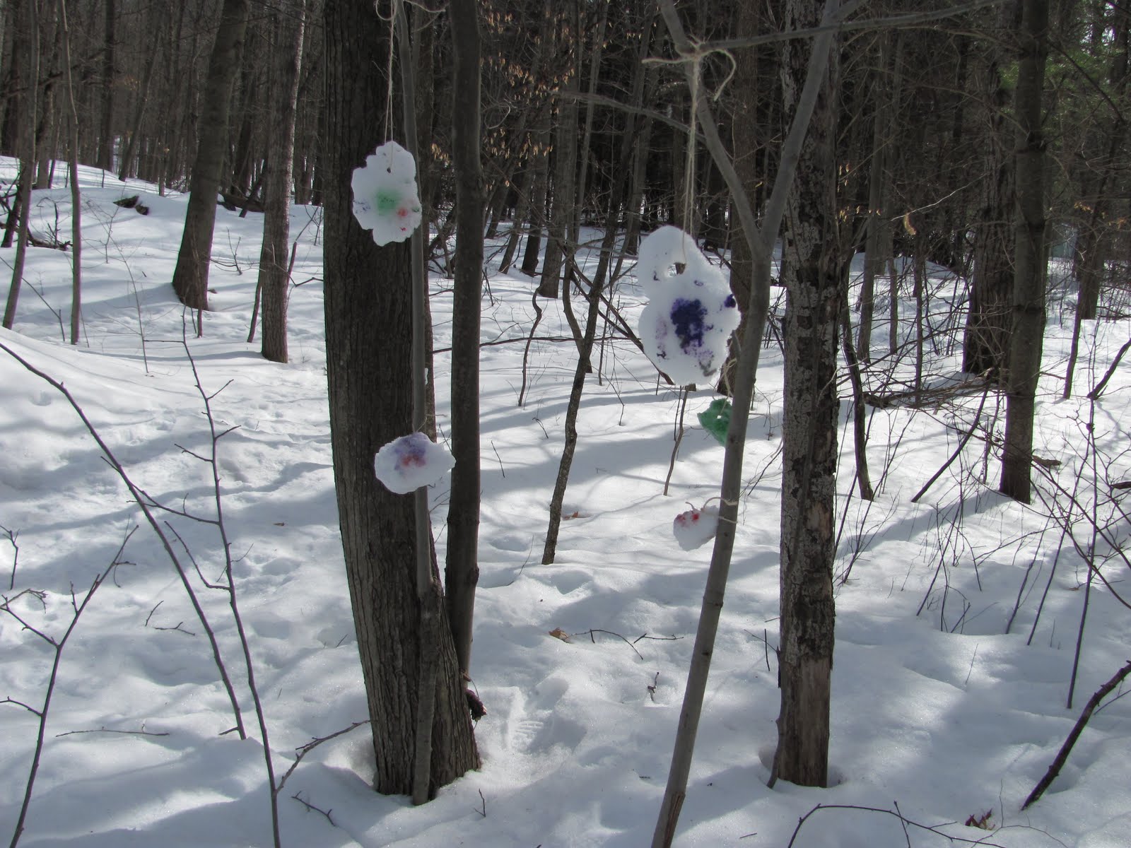 Carp Ridge Forest Preschool