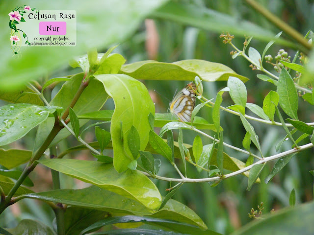 Cetusan Rasa: Bunga Siantan Putih