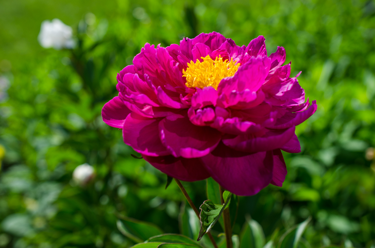 POTONIKA (Paeonia)
