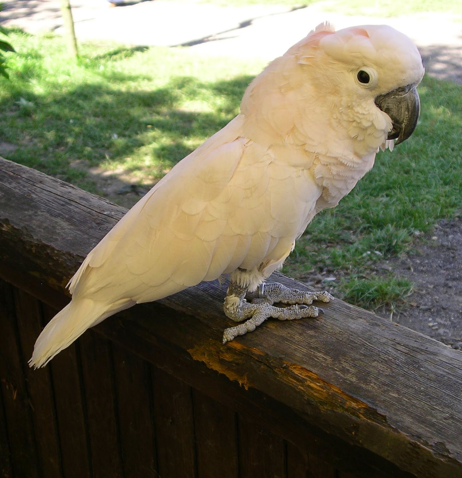 6 Jenis Burung Kakak Tua Dari Indonesia - SitusHewan.com