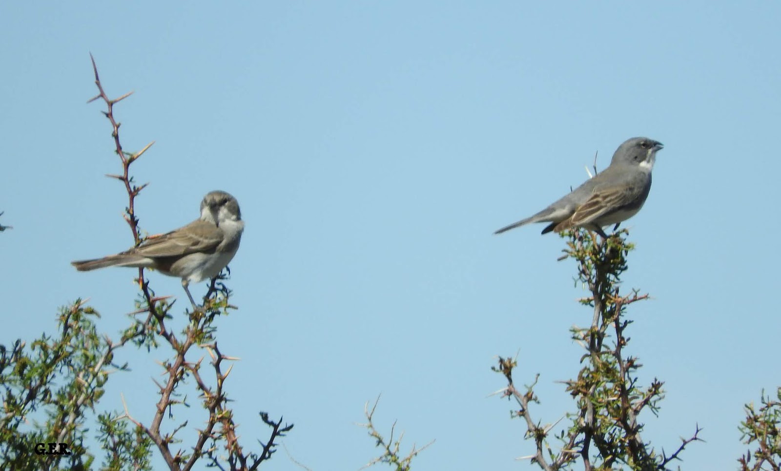 Aves del Golfo San Jorge: Diuca común (Diuca diuca)