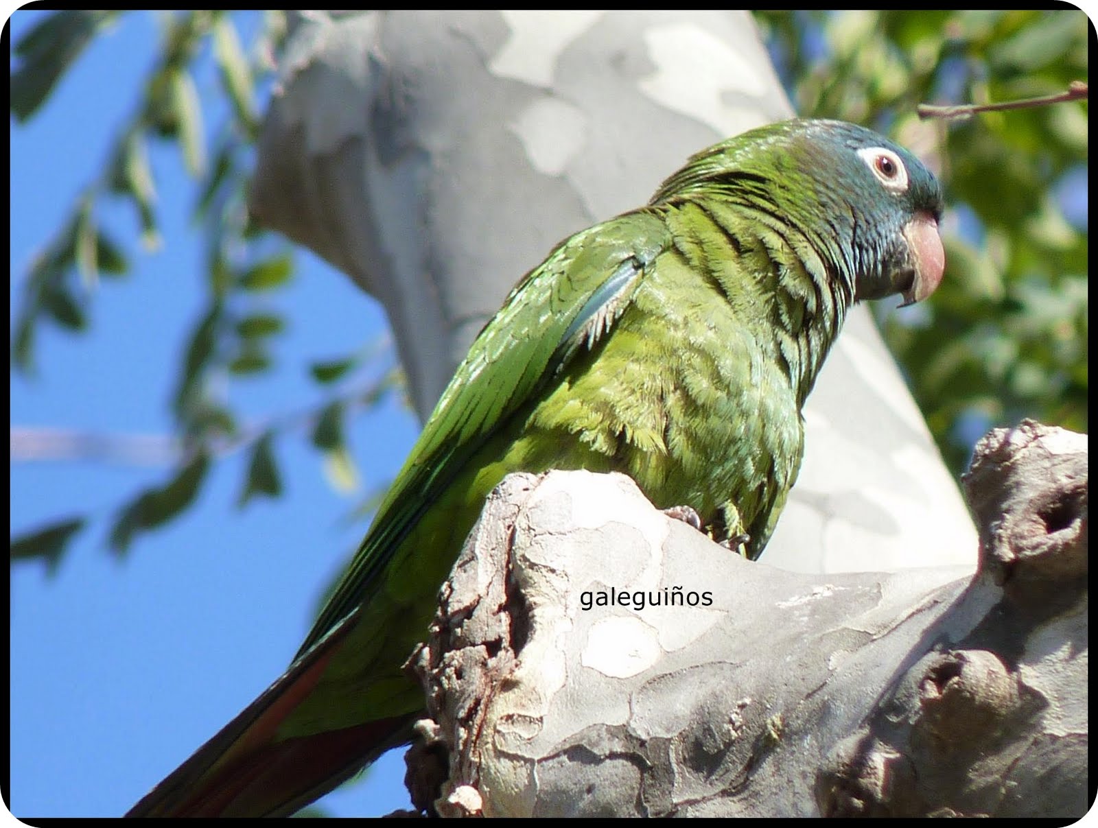 ELANIO AZUL: Perico de corona azul (Aratinga acuticaudata)