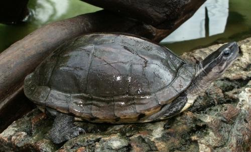Turtle Pictures: Amboina box turtle - Cuora amboinensis