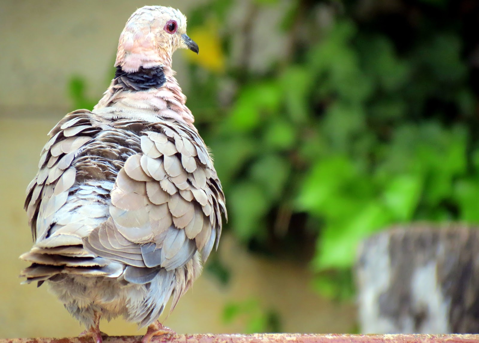 Speel-speel : Duiwe: verse en vrolikhede