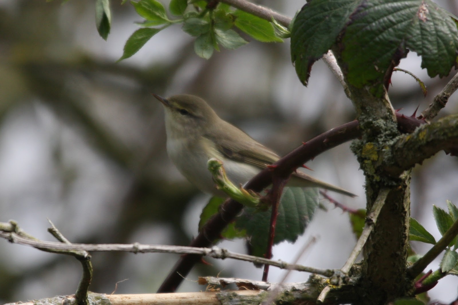 Morgithology: Willow Warbler, Chiffchaff and Wood Warbler in Edinburgh