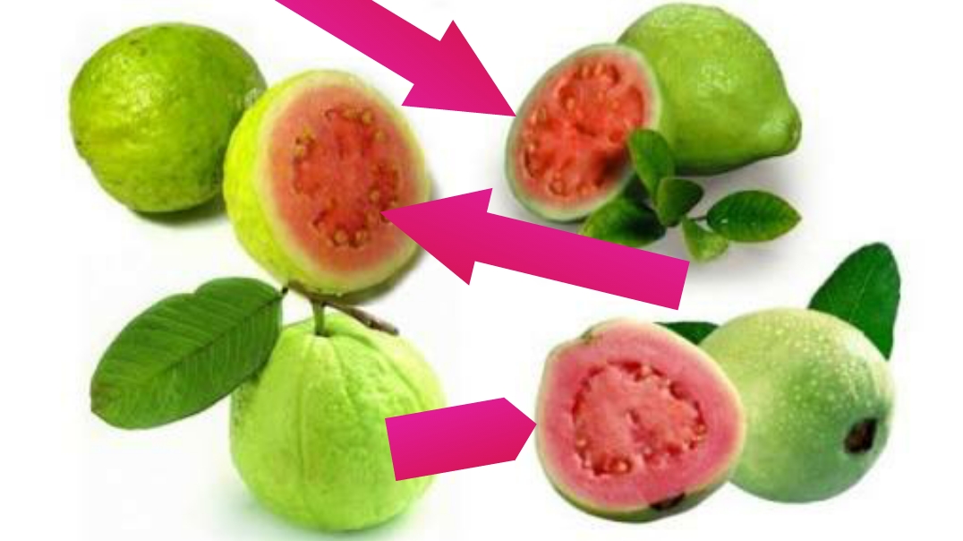 Yuk Bantu Sebarkan! 10 Manfaat Jambu Klutuk Yang Sangat Menakjubkan ...