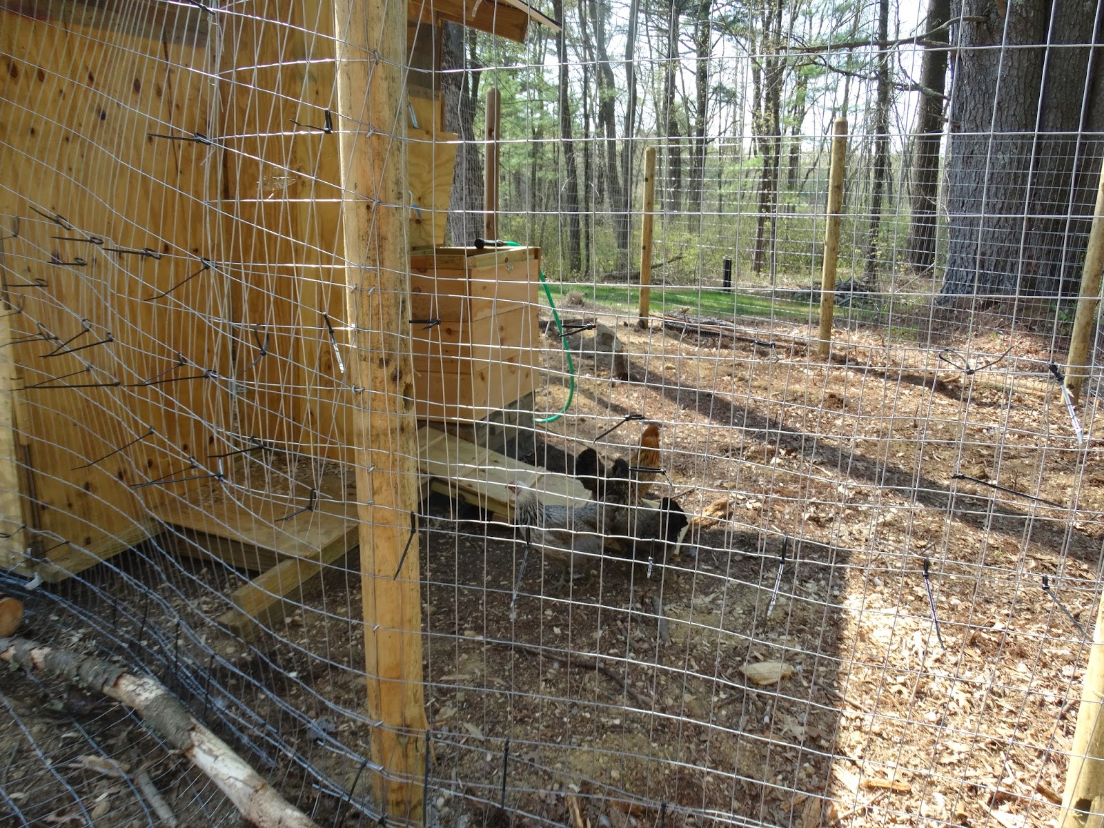 NOMADIC CHEF: Raising Welsh Harlequin Ducklings- Week 10 The Duck Run ...