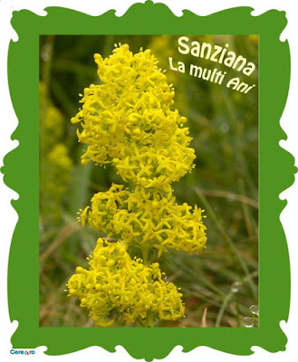 Calendarul zilei: Sânzienele sau Drăgaica - o tradiţie multimilenară