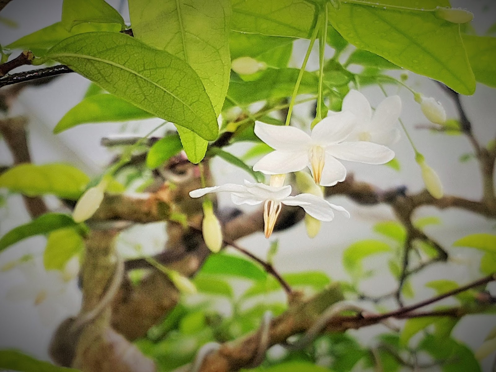 blog of amir rofie: Bonsai: Bersihkan lanskap Santalia3 (Sep 2017)