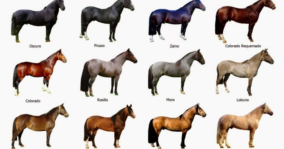veterinaria y zootecnia: COLORES DE LOS CABALLOS
