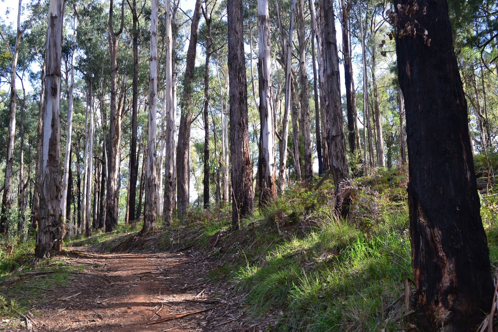 Goin' Feral One Day At A Time: Mt Evelyn Forest, Dandenong Ranges ...