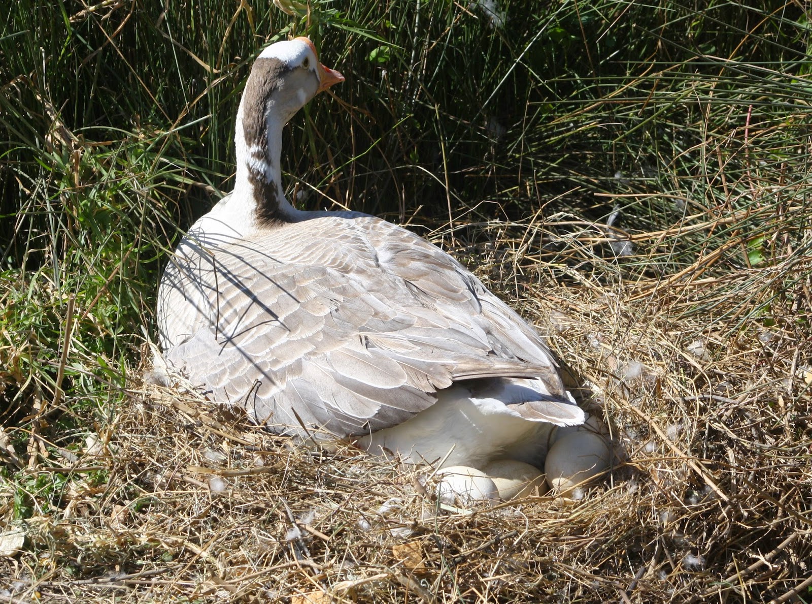 Imagens da vida animal: Ganso-doméstico (Anser anser domesticus)