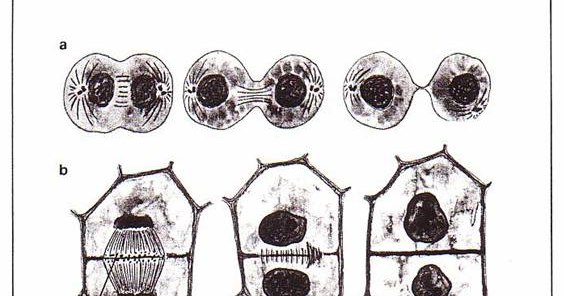 Biología General: CITOCINESIS EN CÉLULAS ANIMALES Y VEGETALES