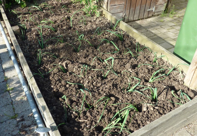 SeanD: Dibbing In Leeks