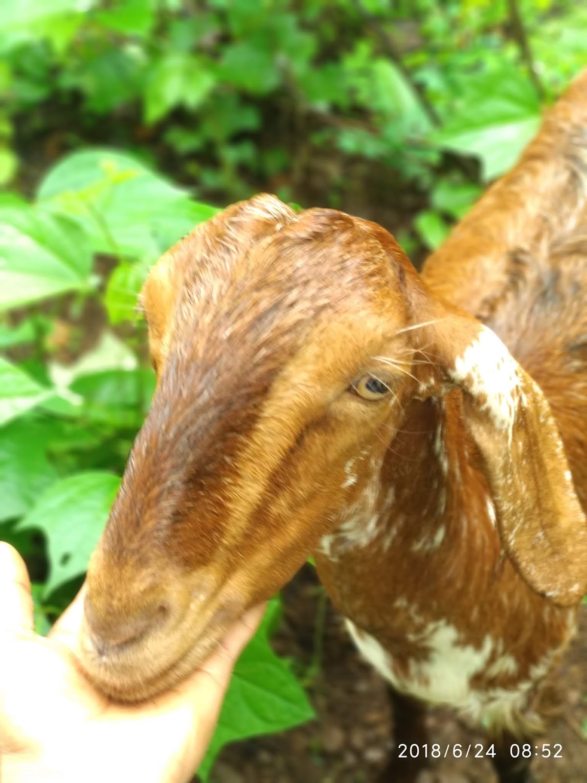 Goat's Official: Goats Introduction, meaning, definition, explained