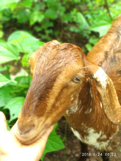 Goat's Official: Goats Introduction, meaning, definition, explained