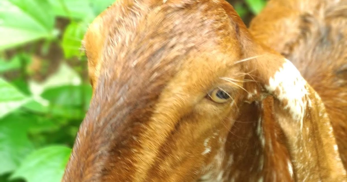 Goat's Official: Goats Introduction, meaning, definition, explained