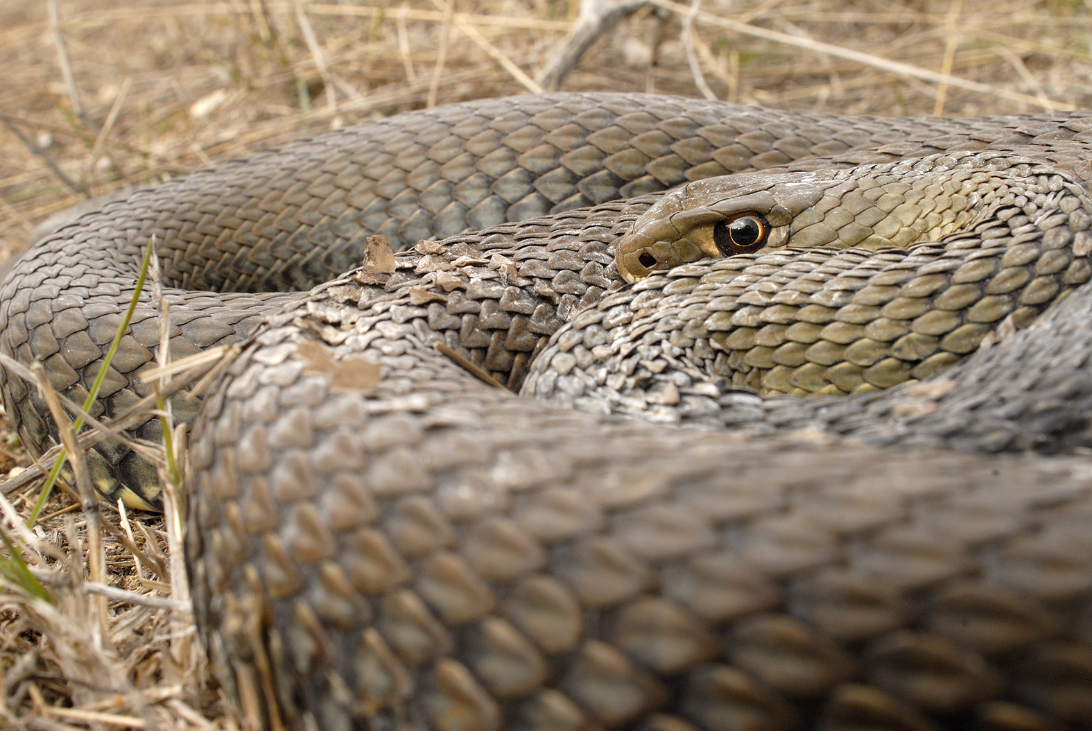 Animales en el Planeta: La culebra bastarda o culebra de Montpellier ...