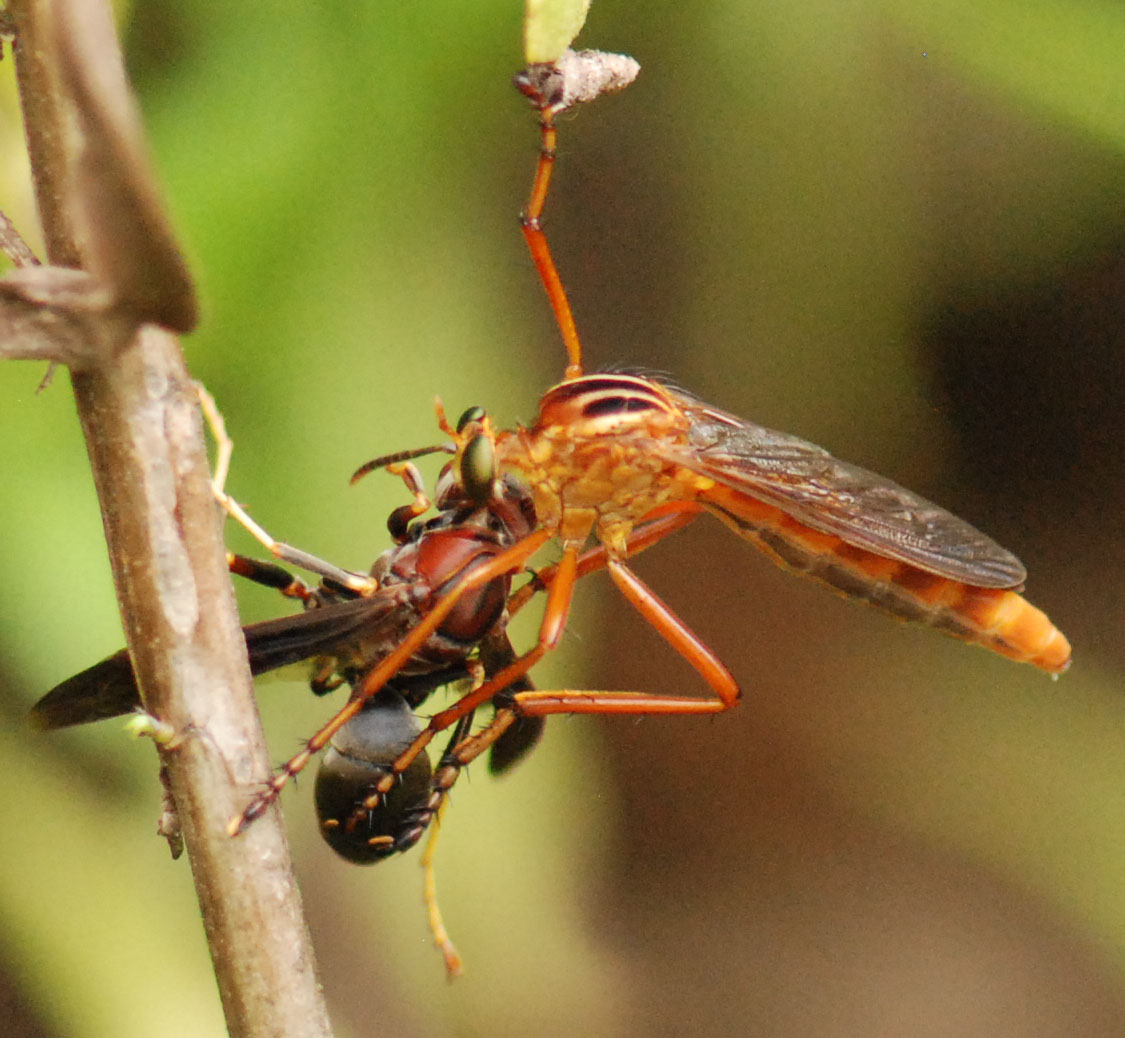 Gaia Garden: A Hanging Thief Enjoys Dinner
