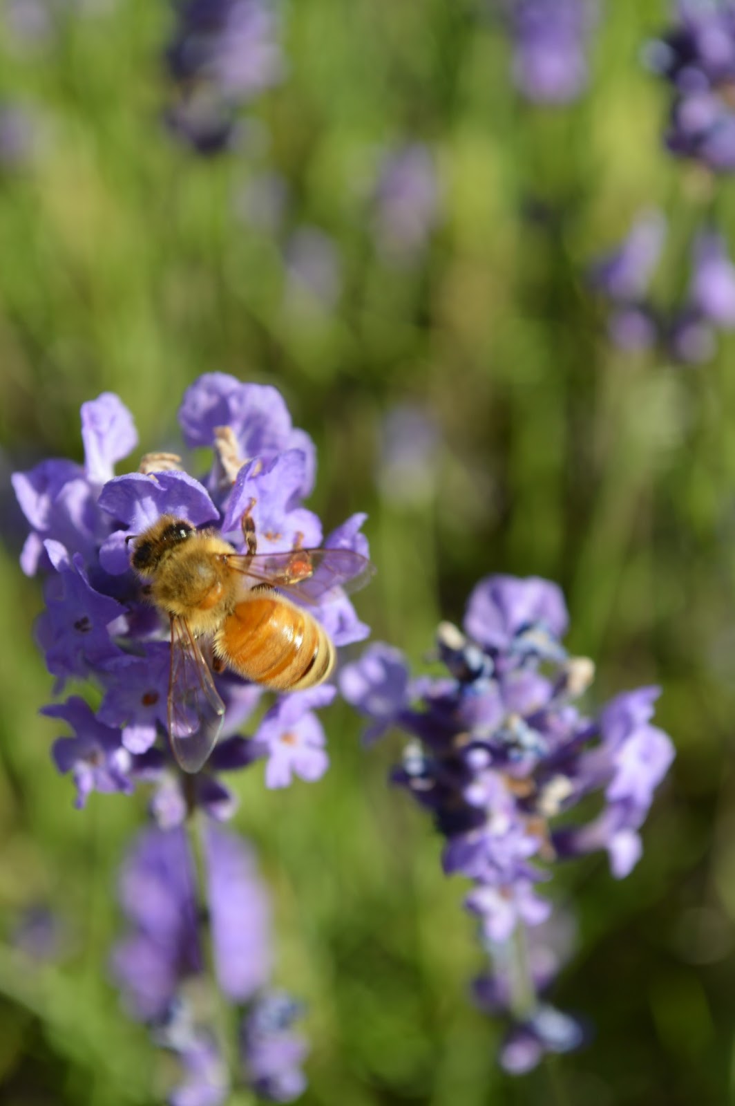 Queen Anne Bees: Supersedure Queens and Swarms