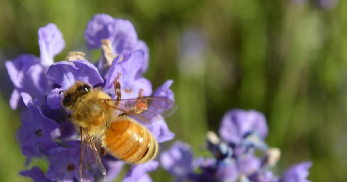 Queen Anne Bees: Supersedure Queens and Swarms