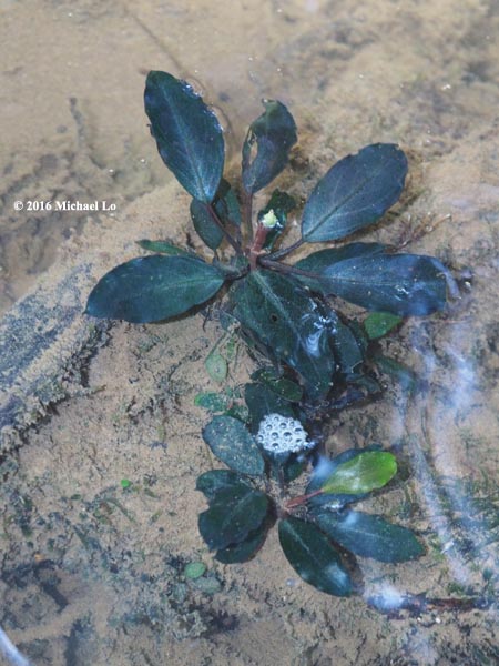 The rainforests of Borneo & Southeast Asia: Escape the tropical heat in ...