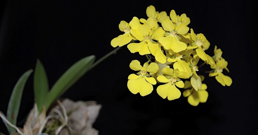 Zelenkoa onusta care and culture | Travaldo's blog