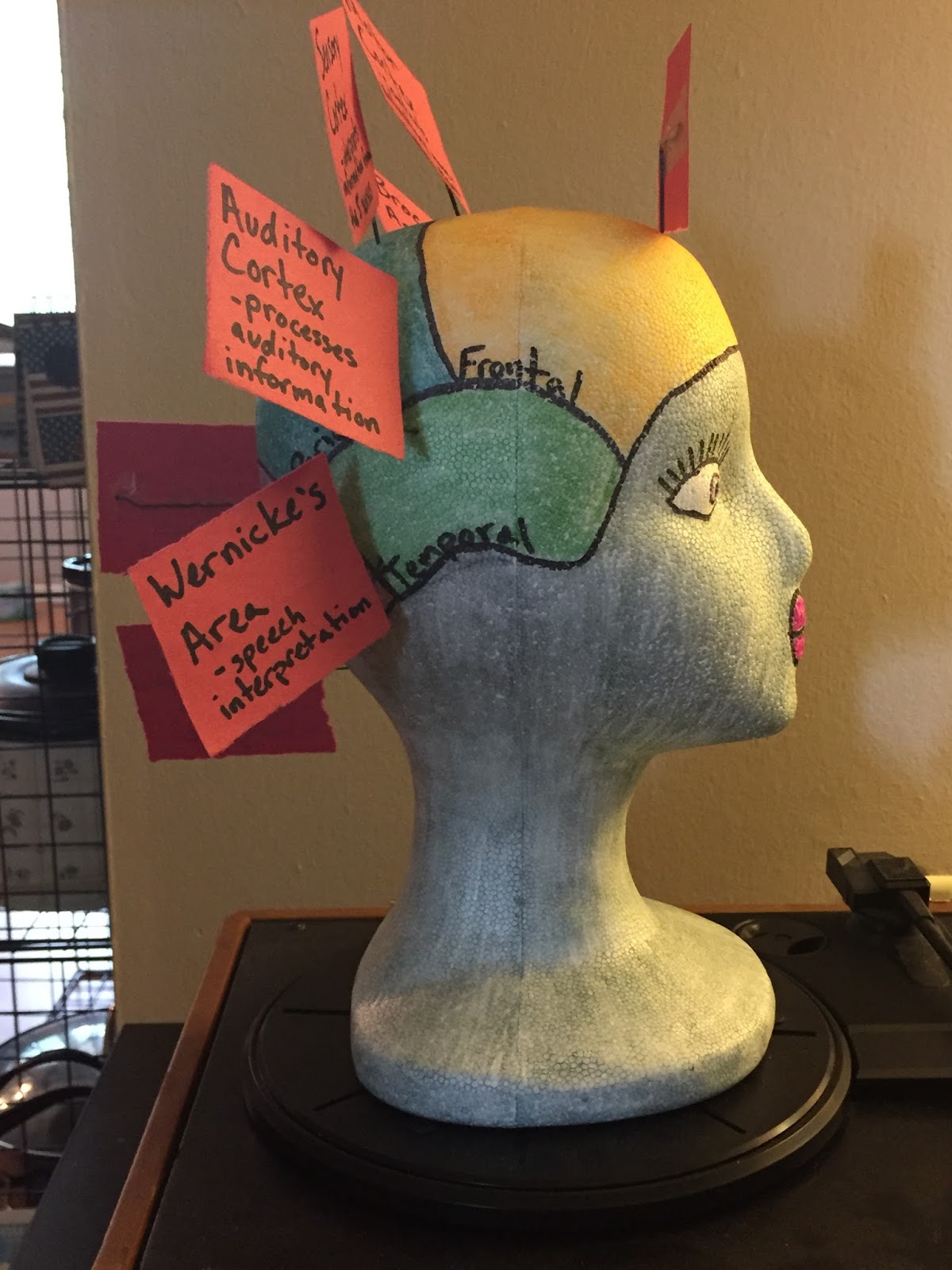 Brain Model Project for PSB 4240C