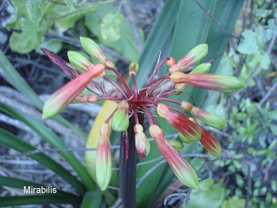 Sharing flower bulb information: Clivia mirabilis - a photographic ...