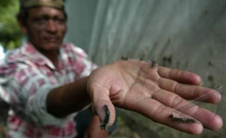 Silakan Baca: Tips Mengatasi Kulit Gatal Akibat Ulat Bulu