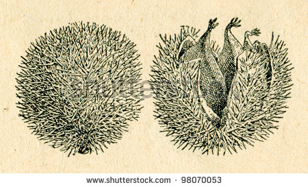 AD33 Idioms: You old Chestnut