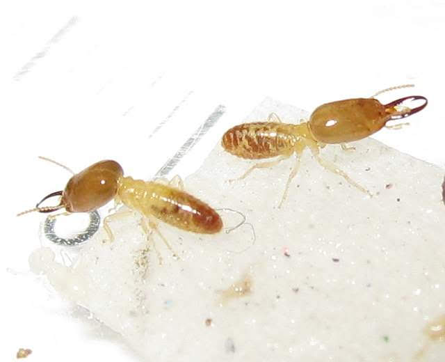 Photos and Info on Ants and Termites of Malaysia: Microcerotermes sp
