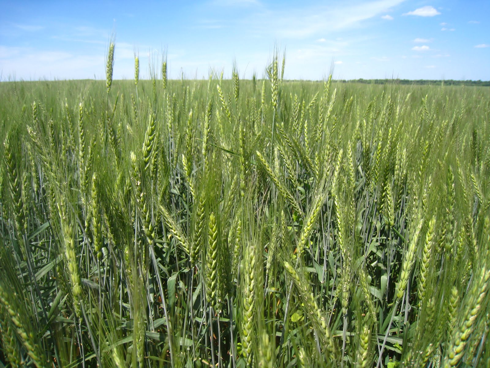 Agronomic Crops
