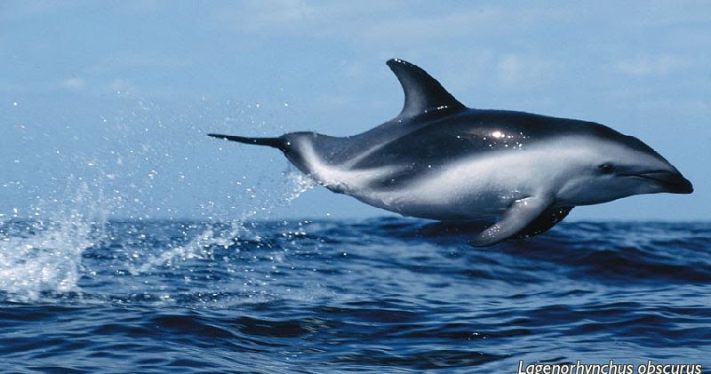 Argentina nativa: Delfín oscuro (Lagenorhynchus obscurus)*