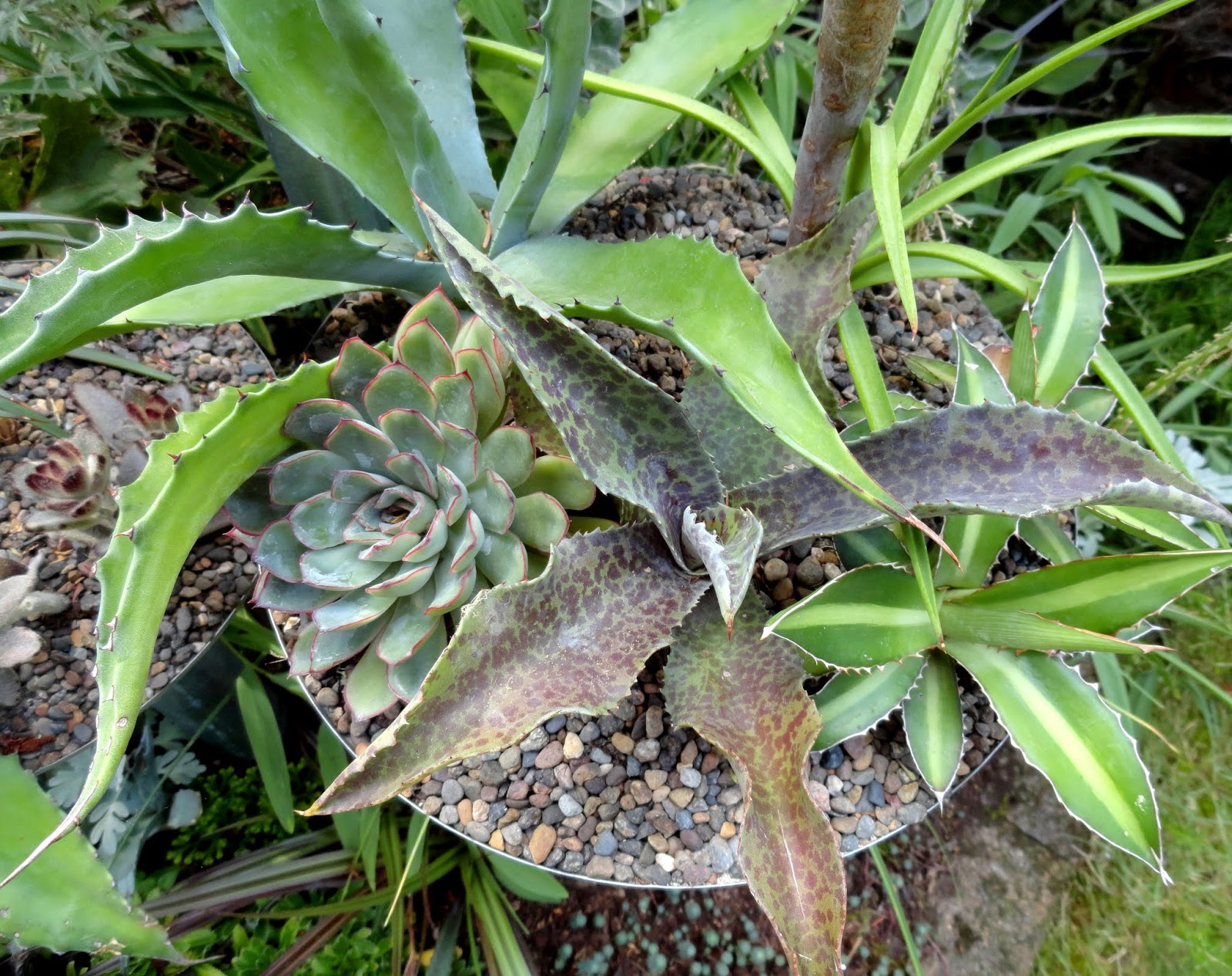 danger garden: The Mangaves, where are they now?