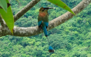 Ave Nacional de El Salvador (torogoz)