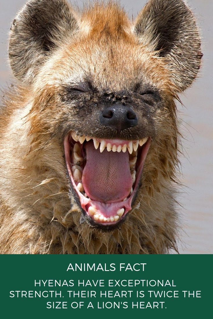 Hyenas have exceptional strength. Their heart is twice the size of a ...