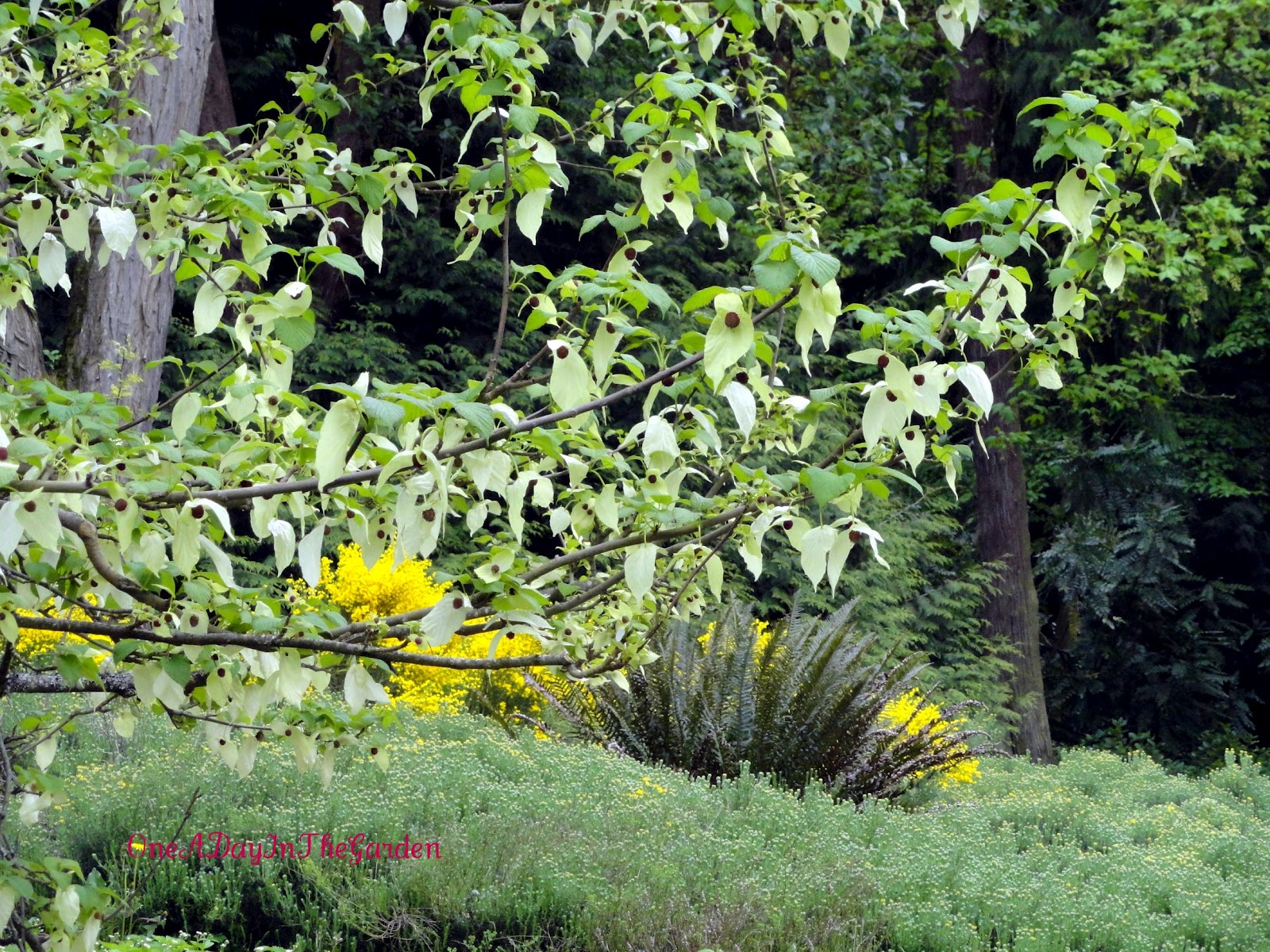 Dove Tree - One a Day in the Garden