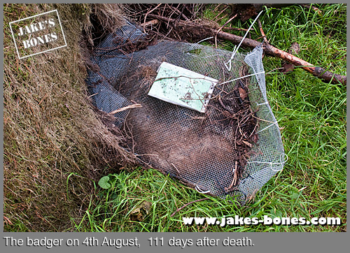 Zombie badgers and old buried bones : Jake's Bones