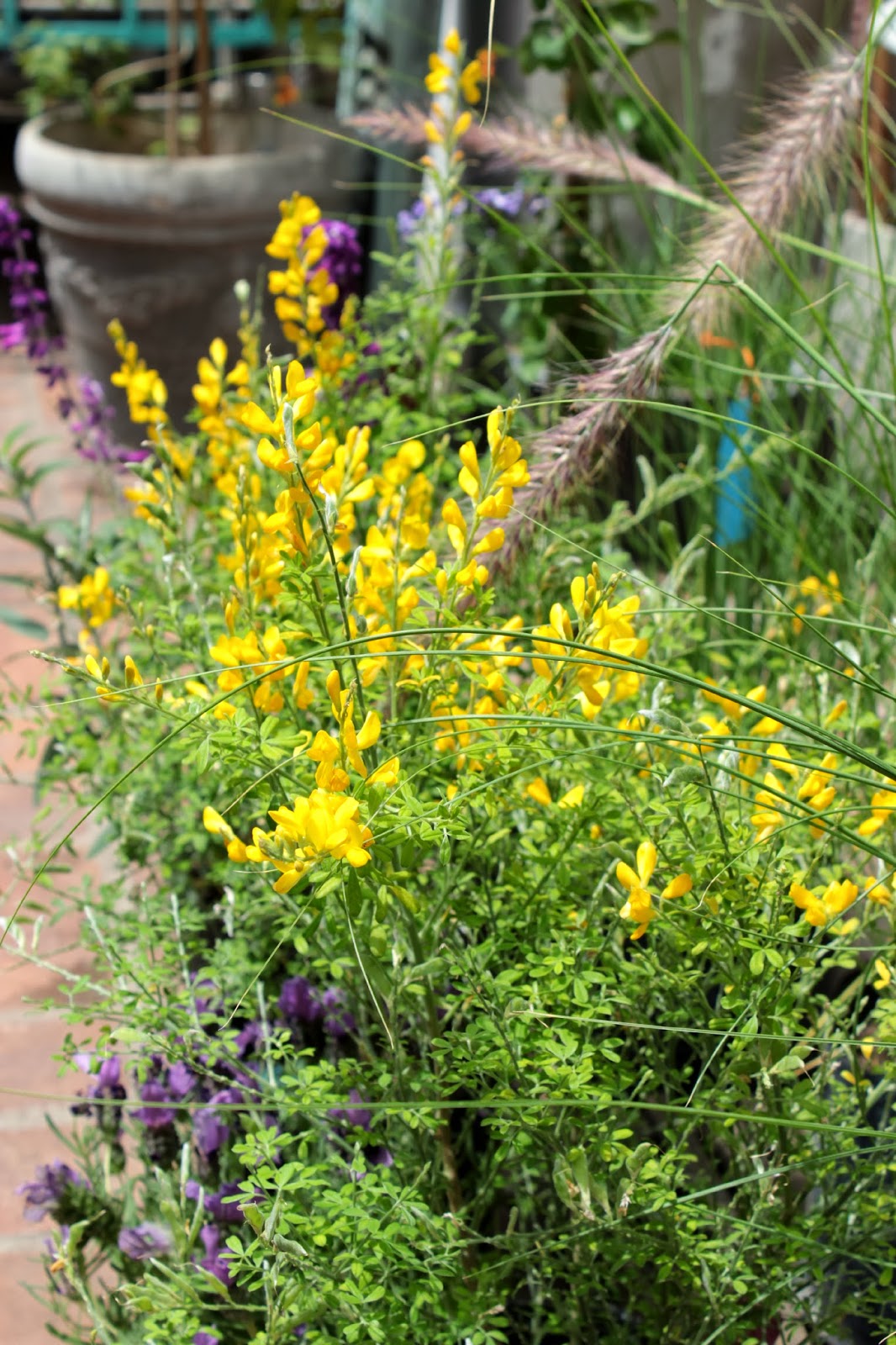 Casa Feliz: Diseñando un cantero