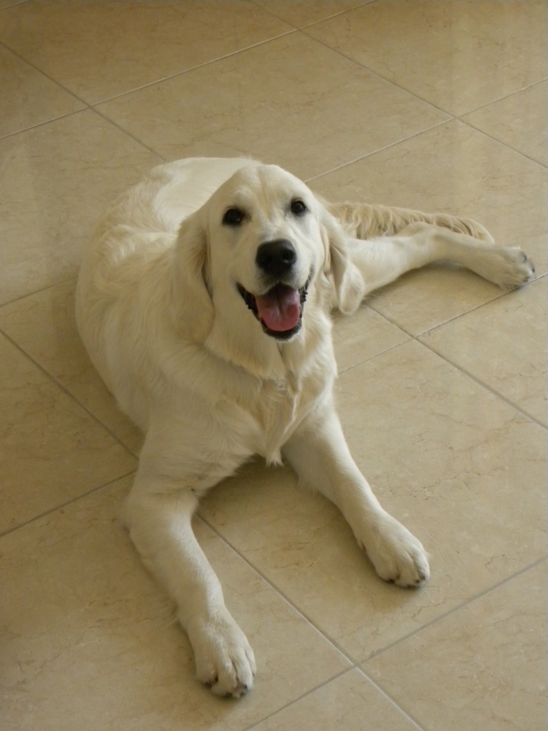 Travels - Ballroom Dancing - Amusement Parks: Tessa our Golden ...