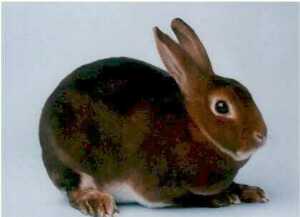 Animals: Mini Rex Rabbit