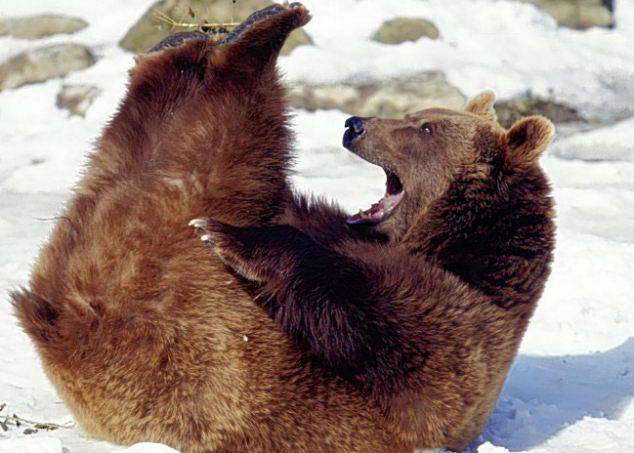 Funny Brown Bears New Photos/Pictures 2012 | Funny Animals