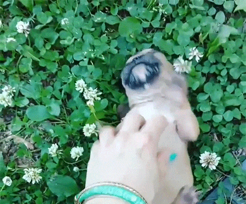 Funny animal gifs - part 274 (10 gifs) | Amazing Creatures