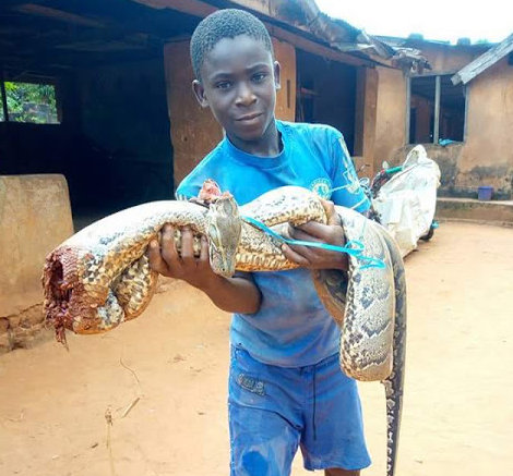 Photos: In Anambra 13-Year-Old Boy Kills Huge Python - FOW 24 NEWS