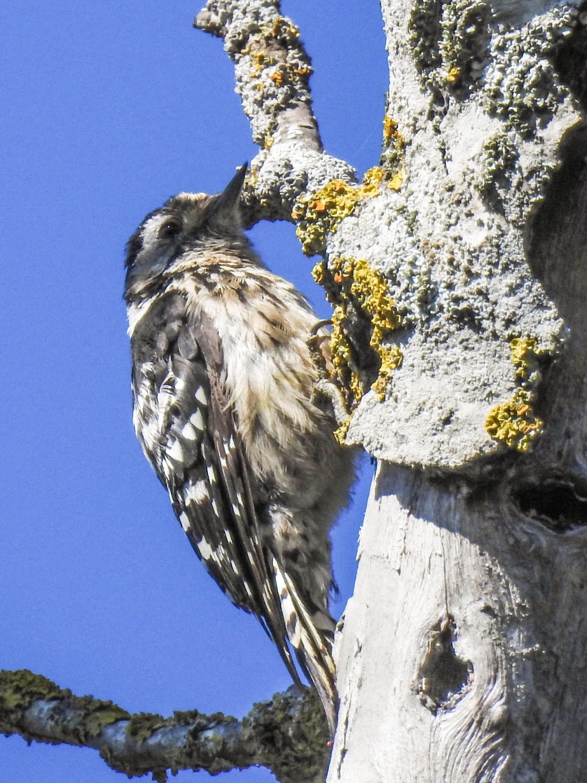 AVES DEL CIELO - BIRDS OF HEAVEN: Pico menor (Dendrocopos minor)-Peto ...