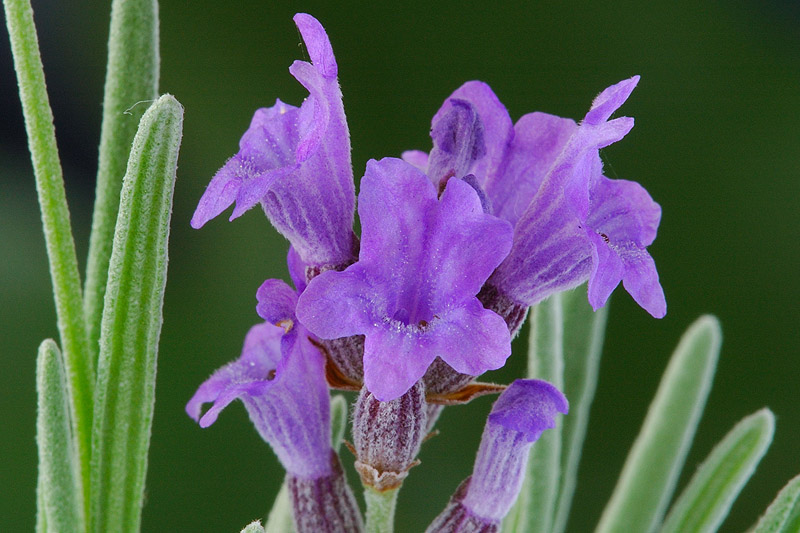 Un jardín en el balcón: Aroma a lavanda